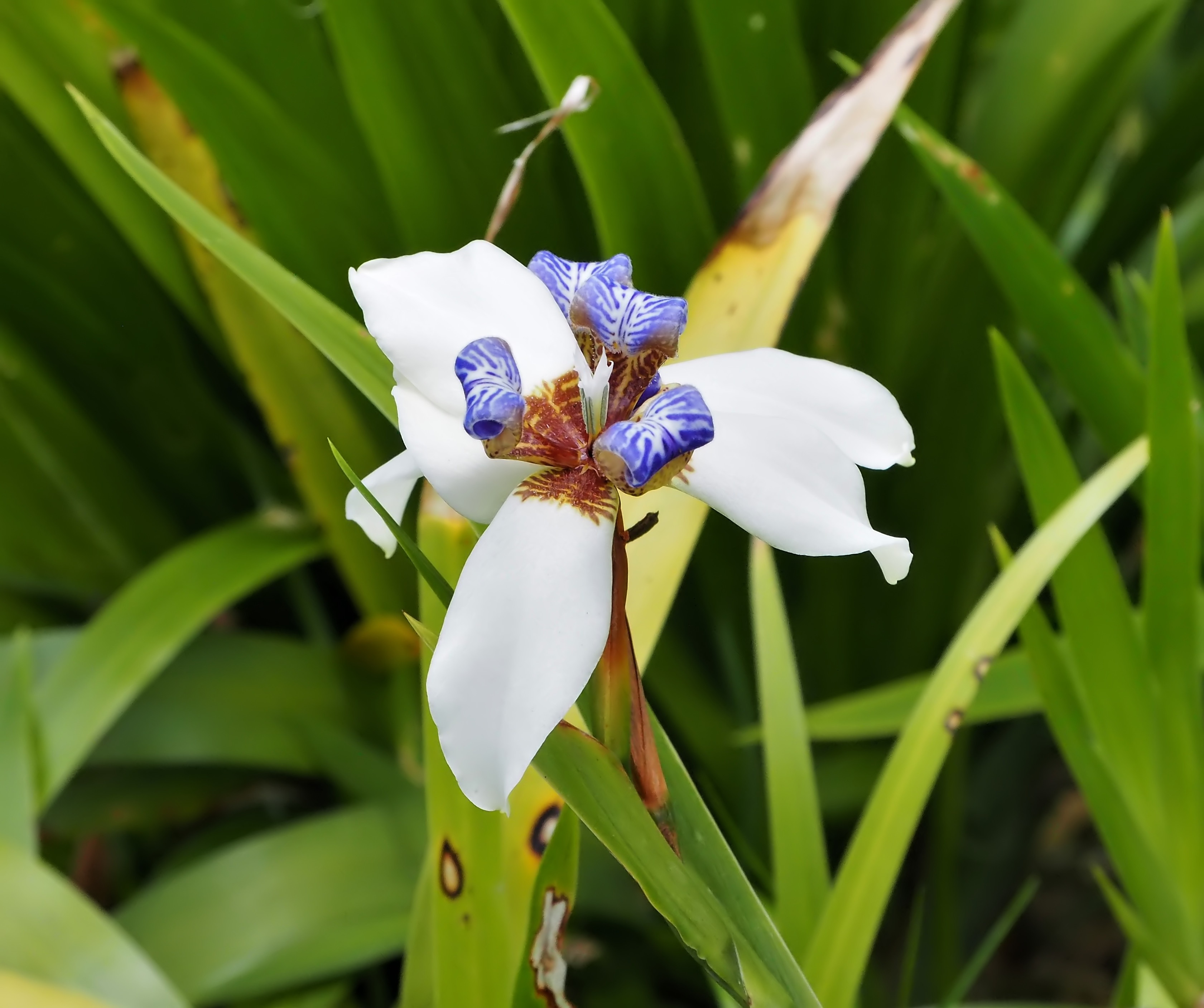 Flower Nature Flora free image download