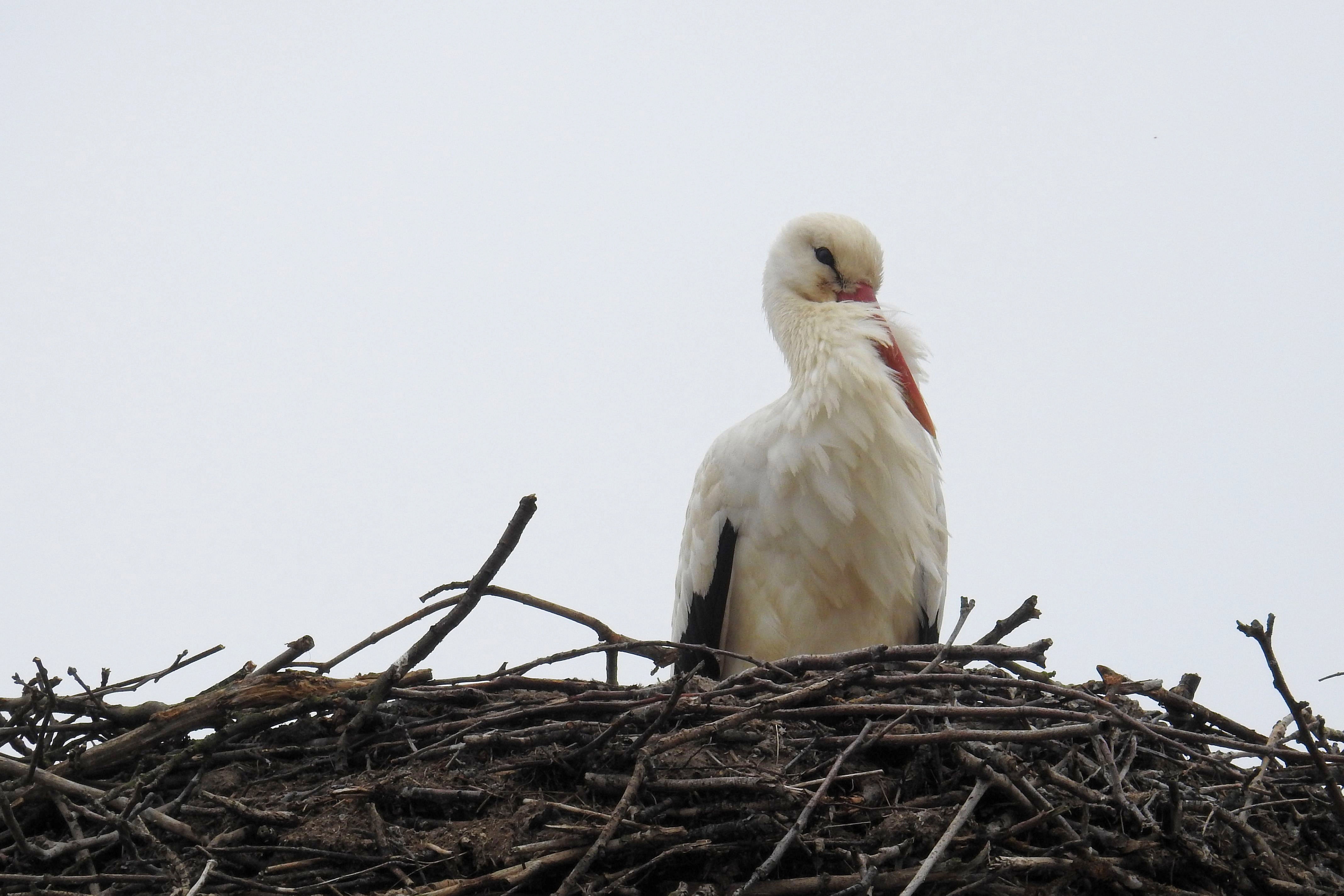 Stork Bird Nature free image download