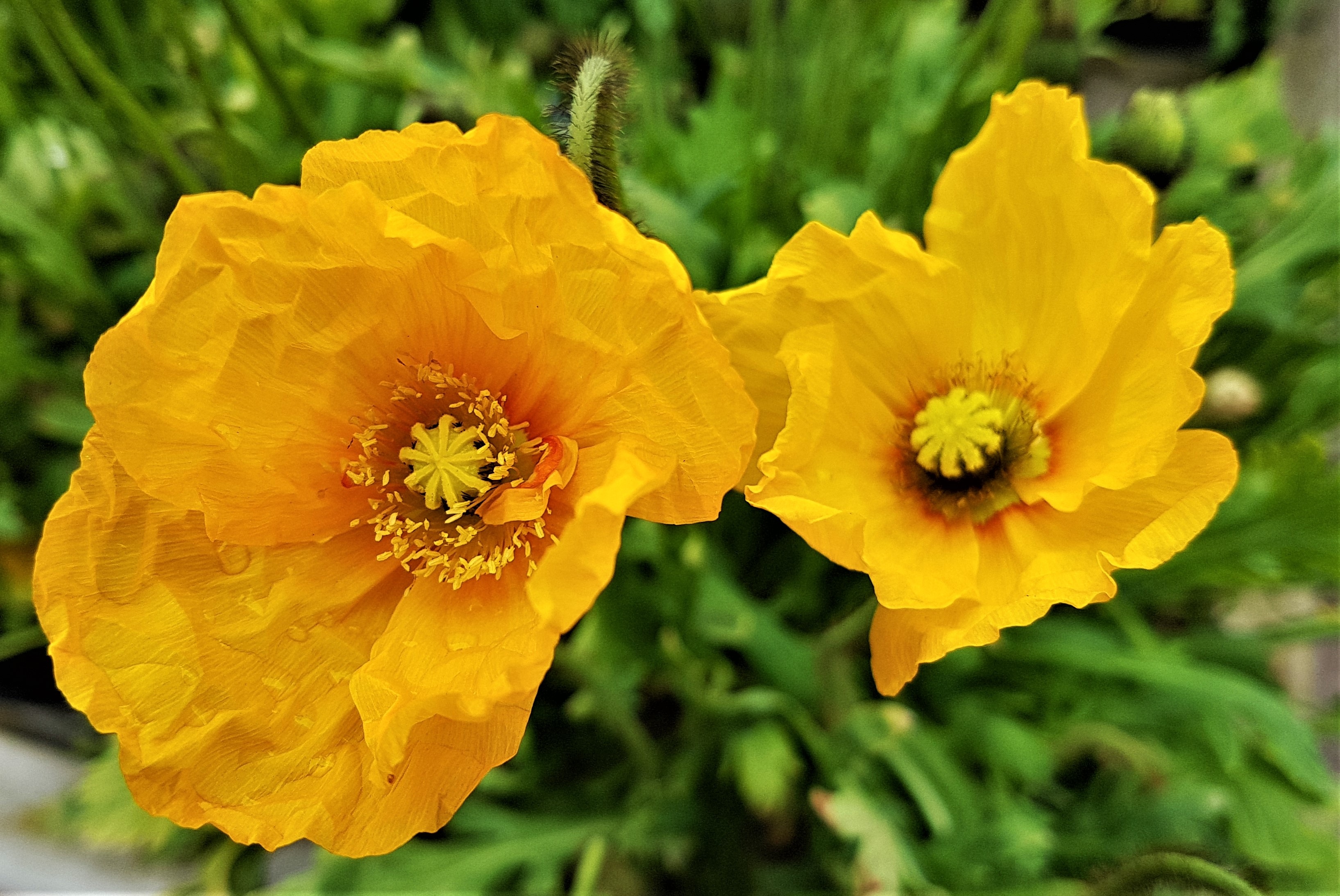 Flower Bloom Plant free image download