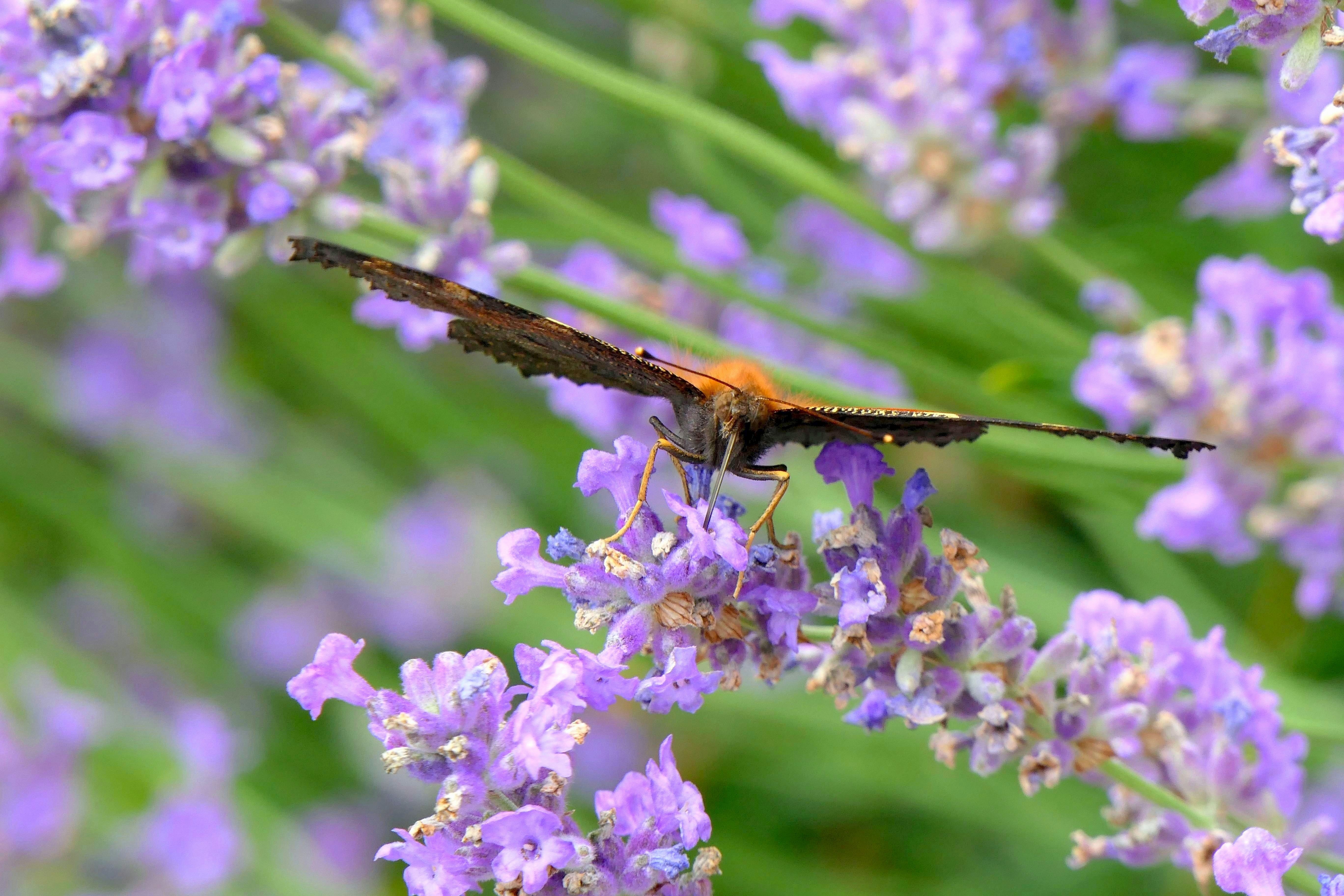 Butterfly Peacock Insect free image download