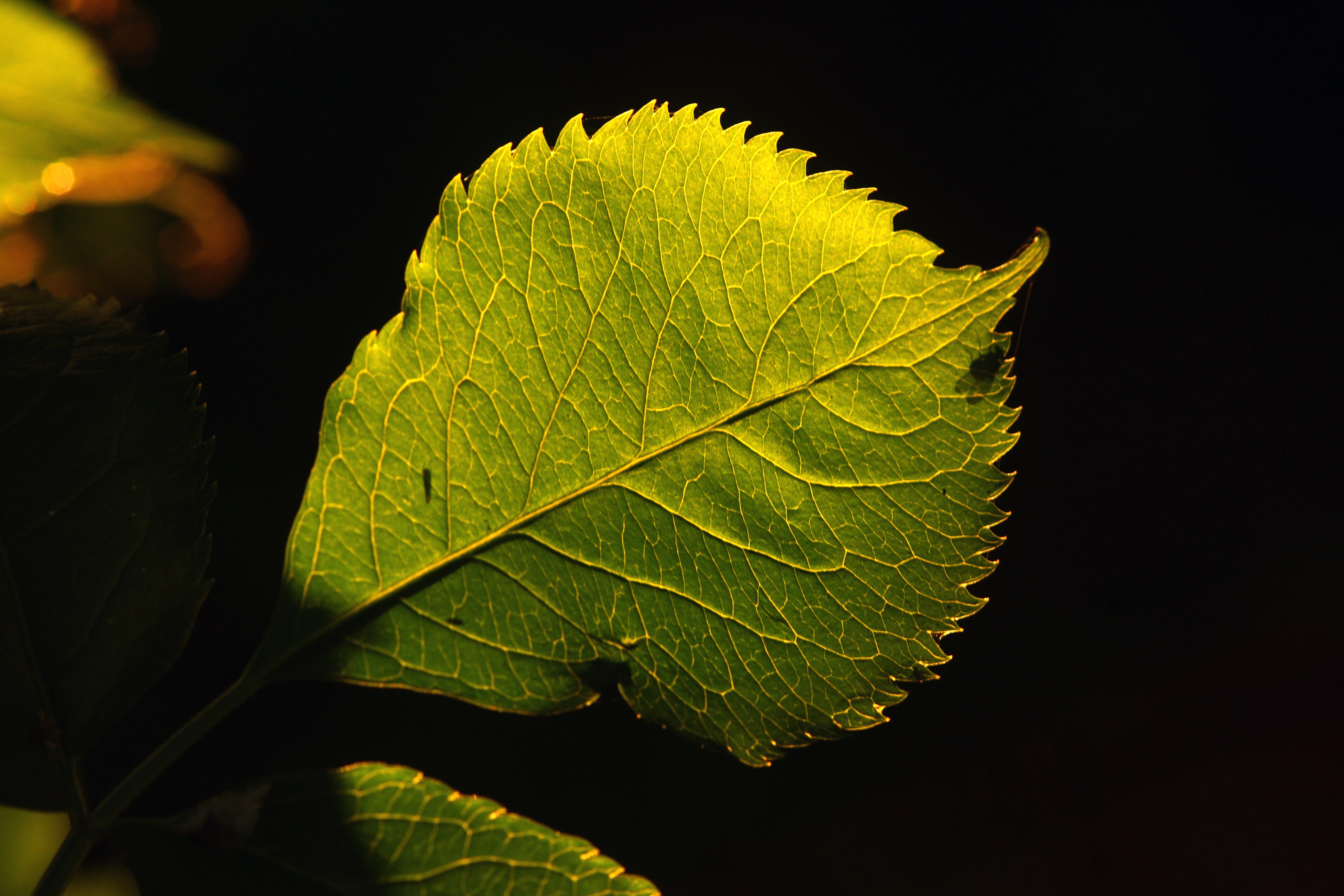 Leaf Nature Flora free image download