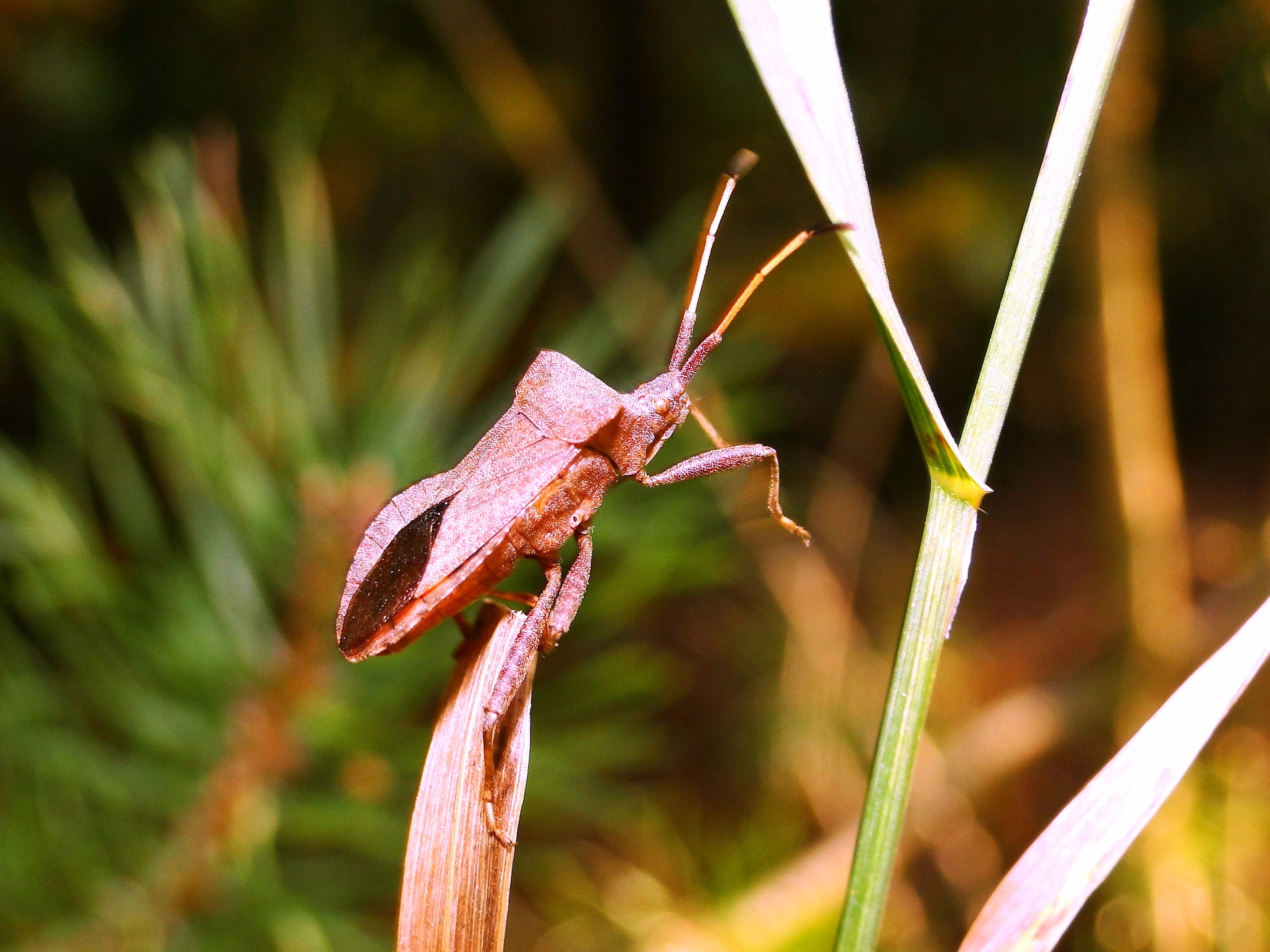 Nature Leaf At The Court Of free image download