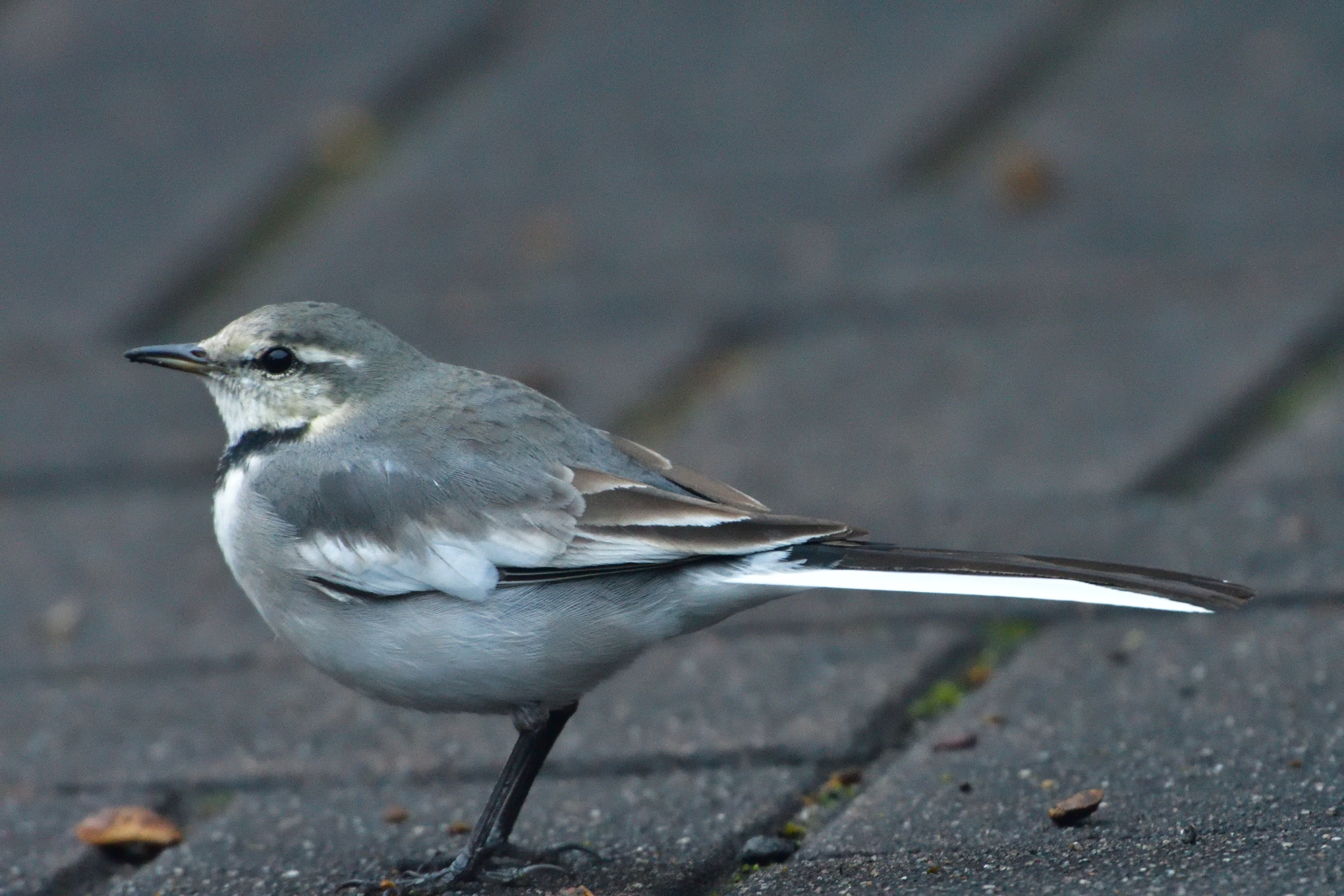 Bird Natural Wild Animals free image download