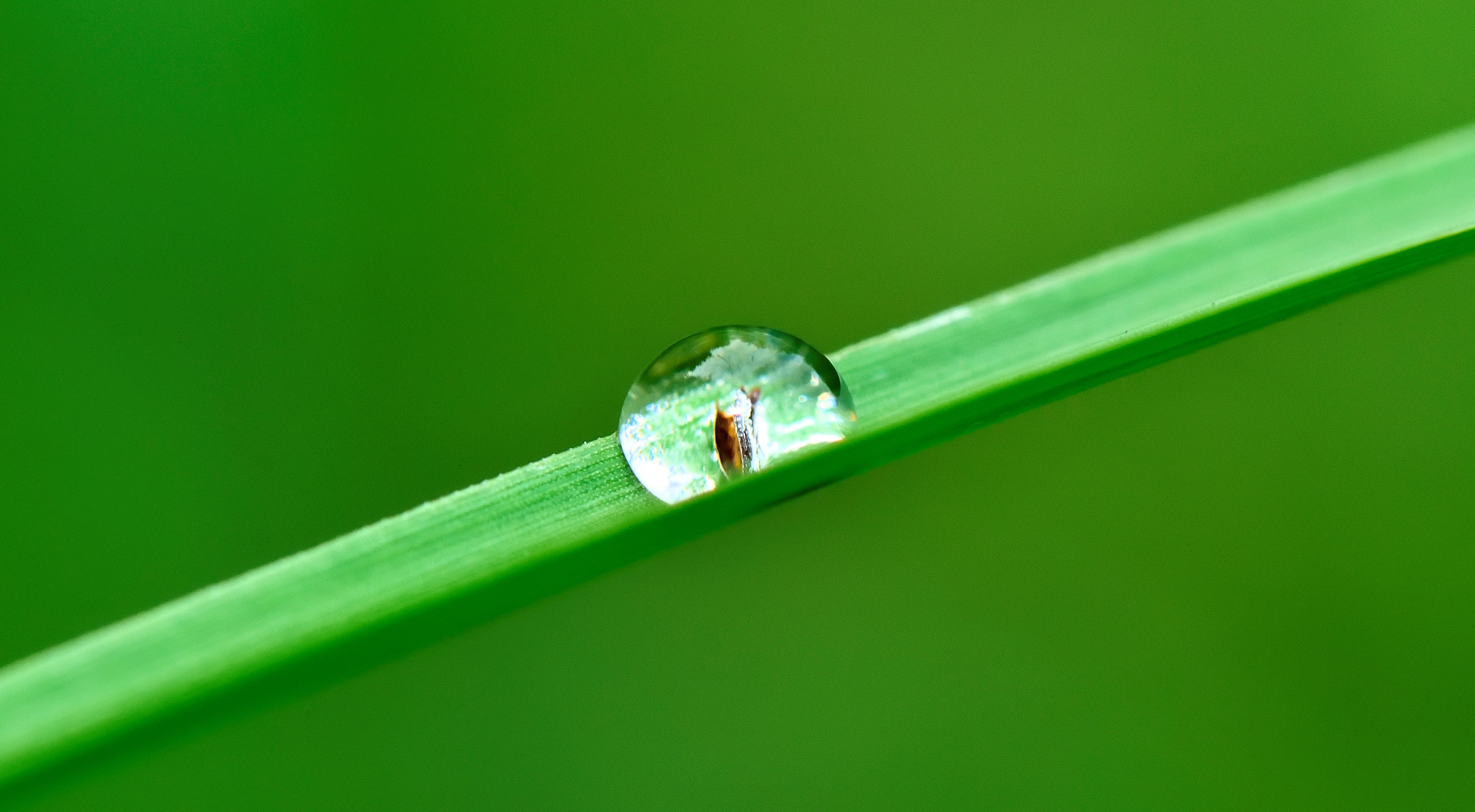 Drop Water Grass free image download