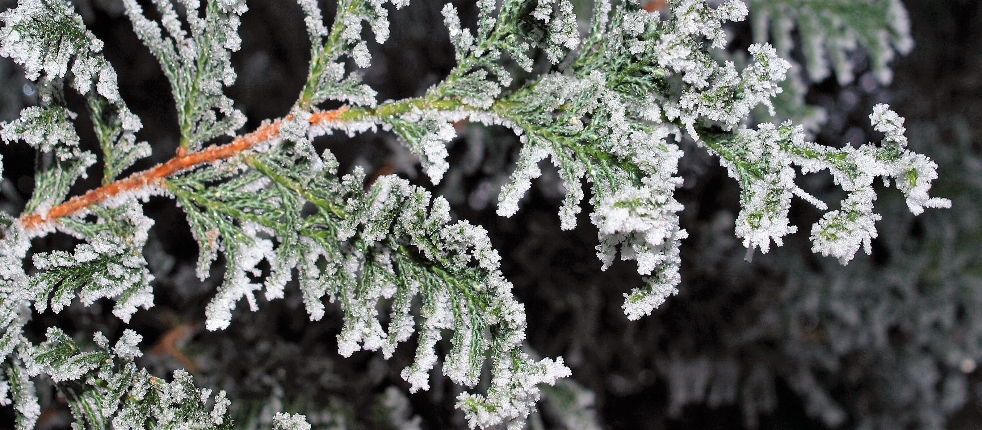 Frost Winter Nature free image download