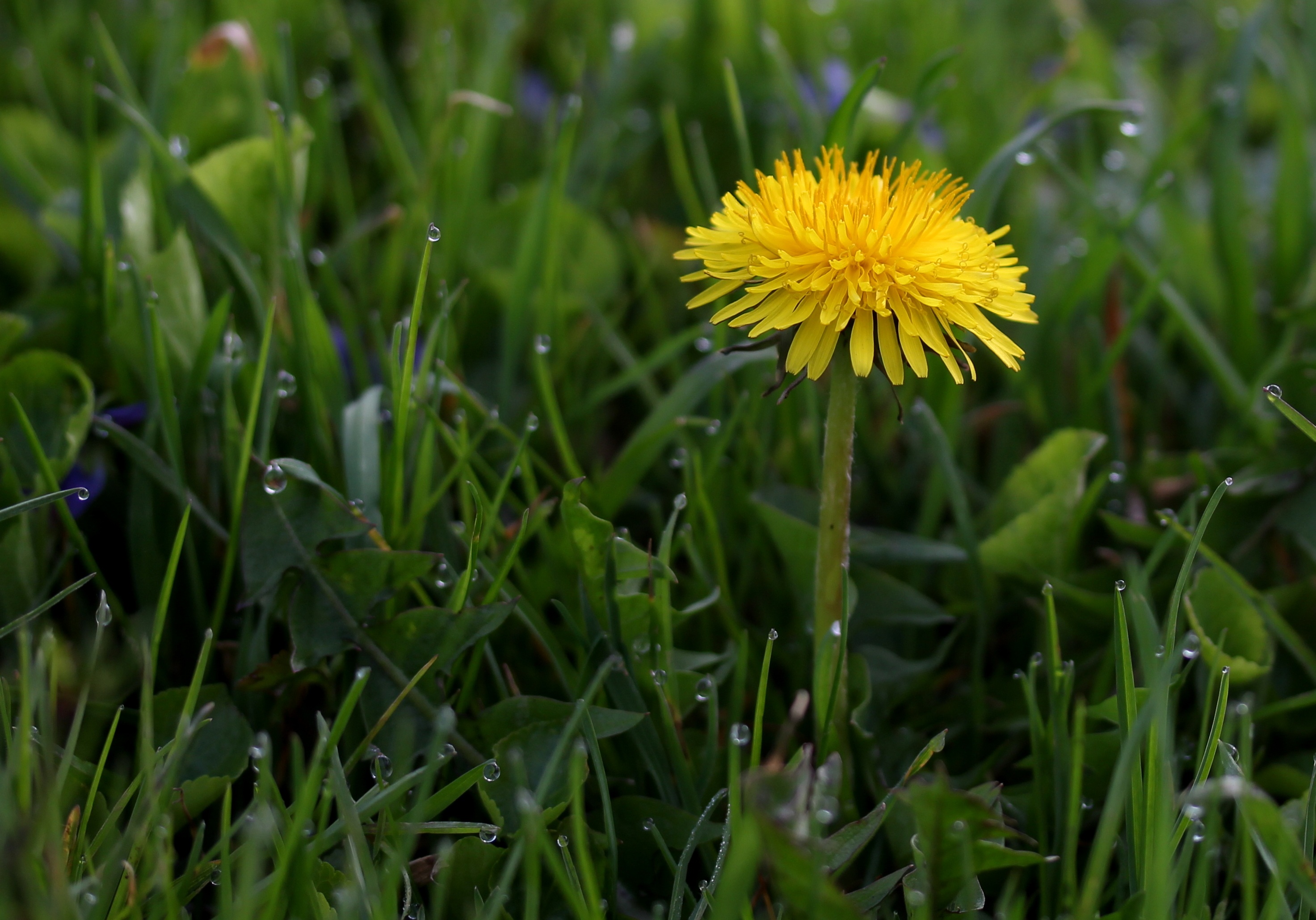 Dandelion Yellow Dew free image download