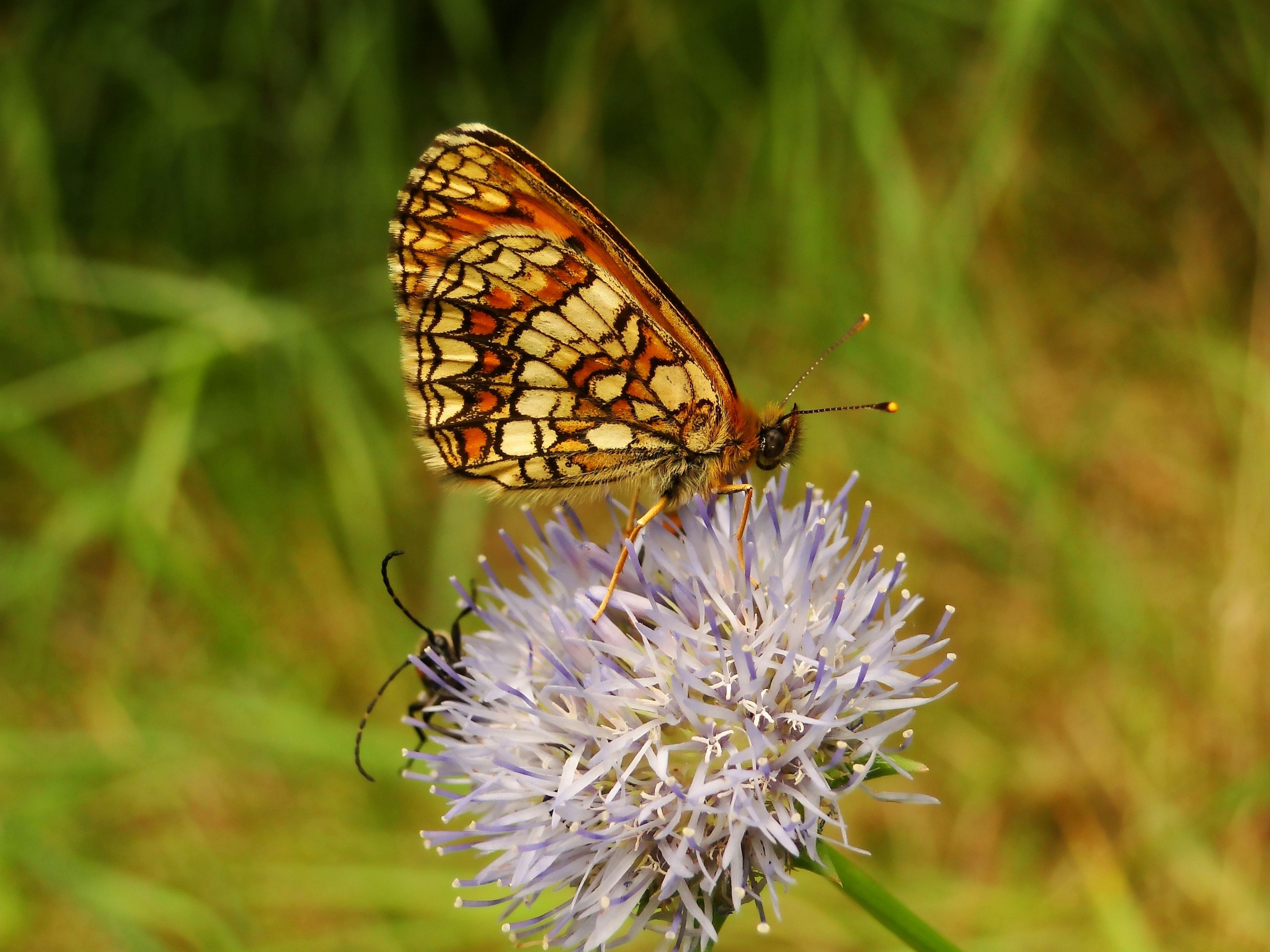 Nature Insect Butterfly Day free image download