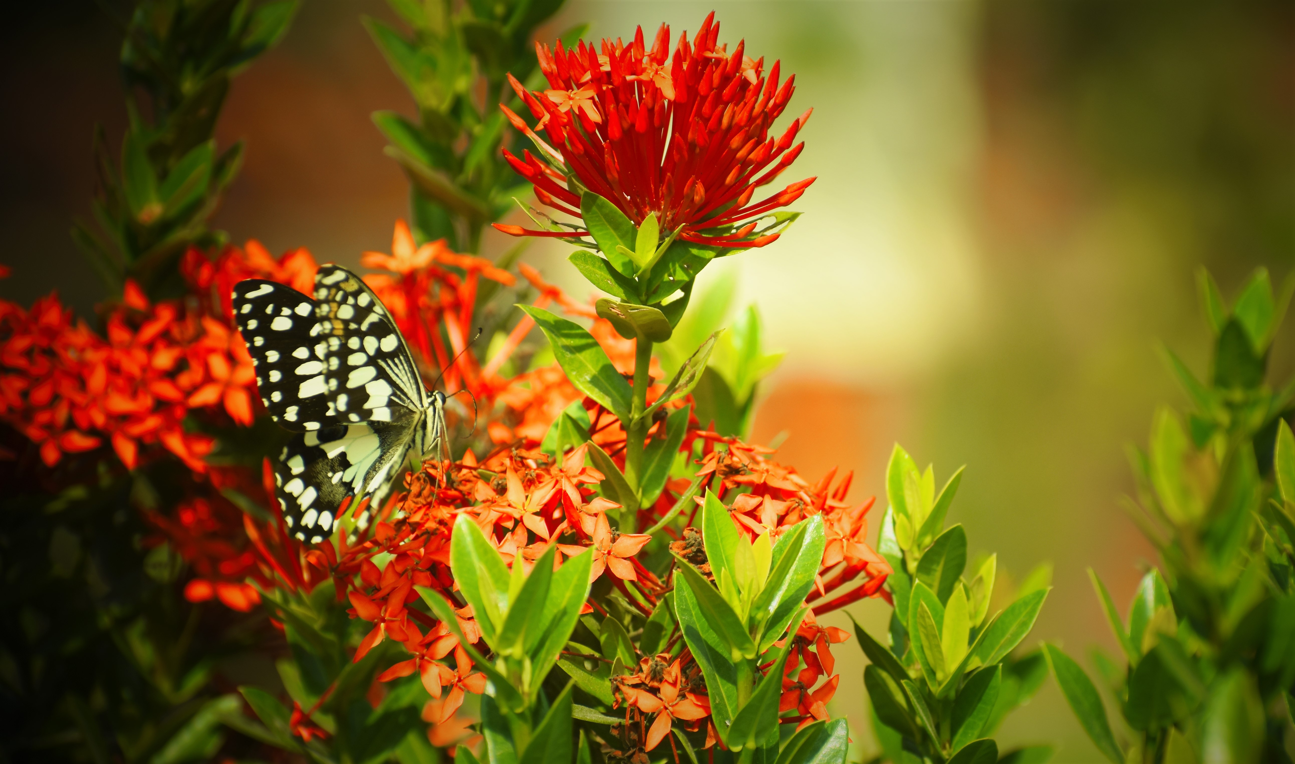 Nature Flower Flora free image download