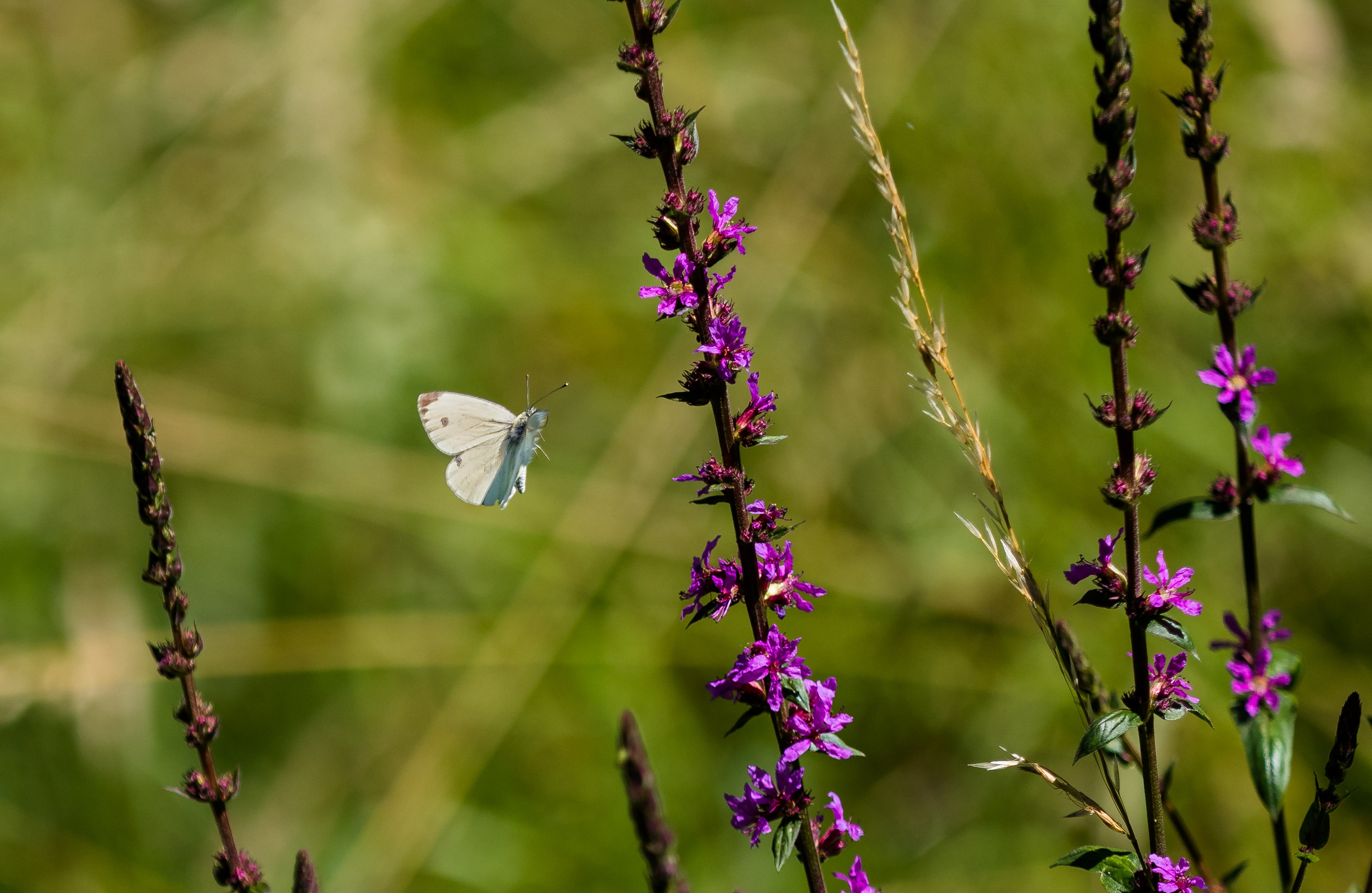 White Butterfly in flight near purple flowers free image download