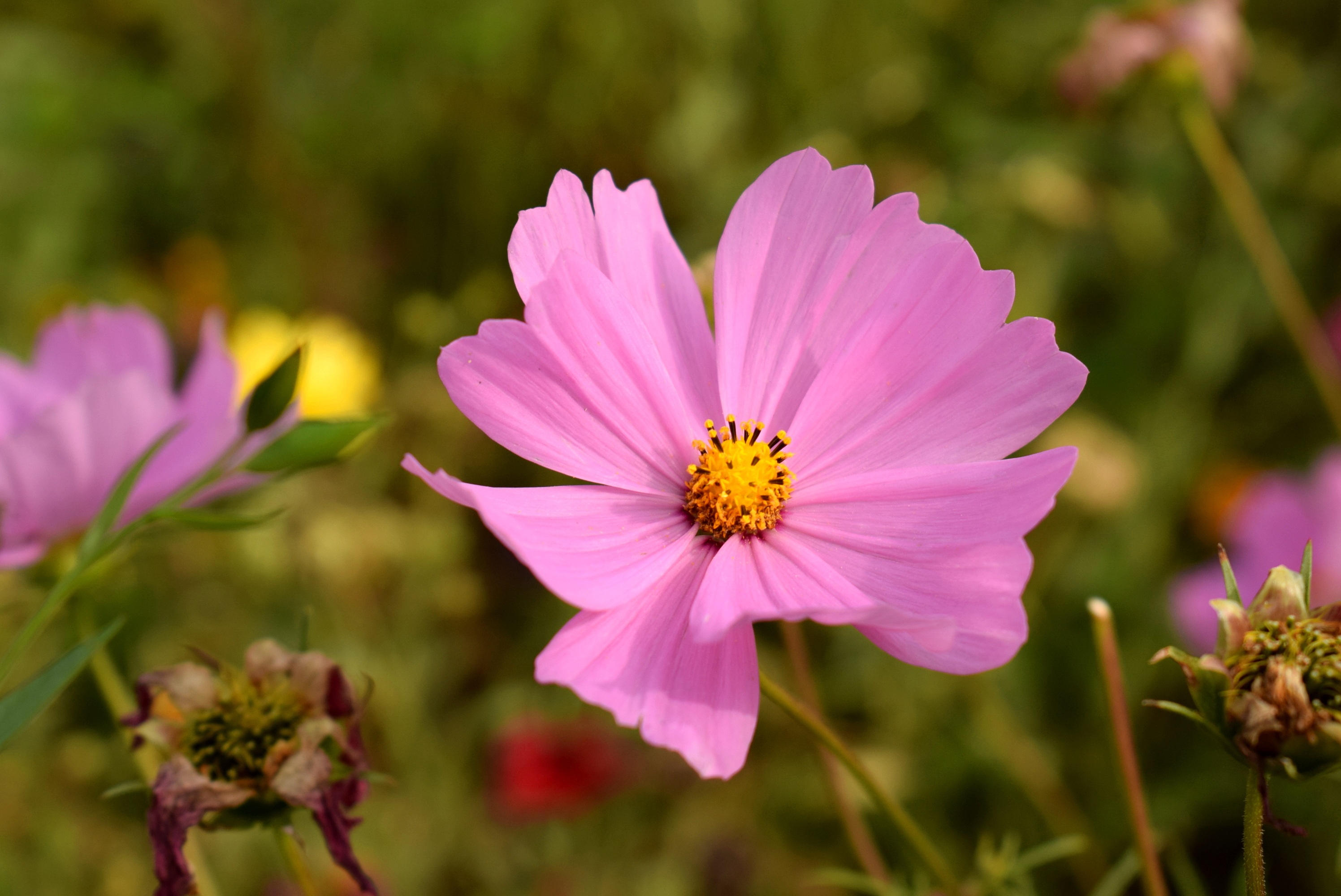 Nature Flower Flora free image download