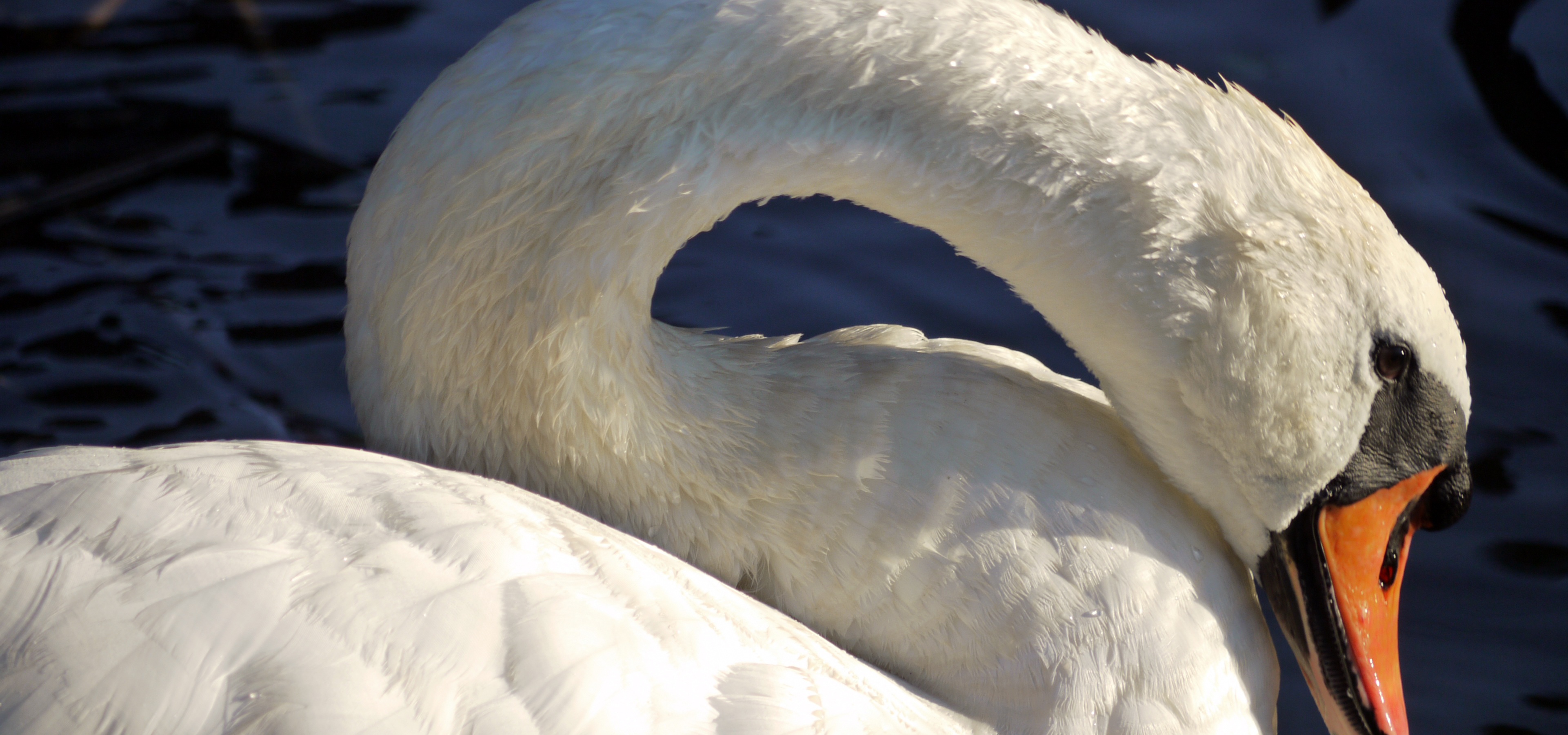 Swan Feather Neck free image download