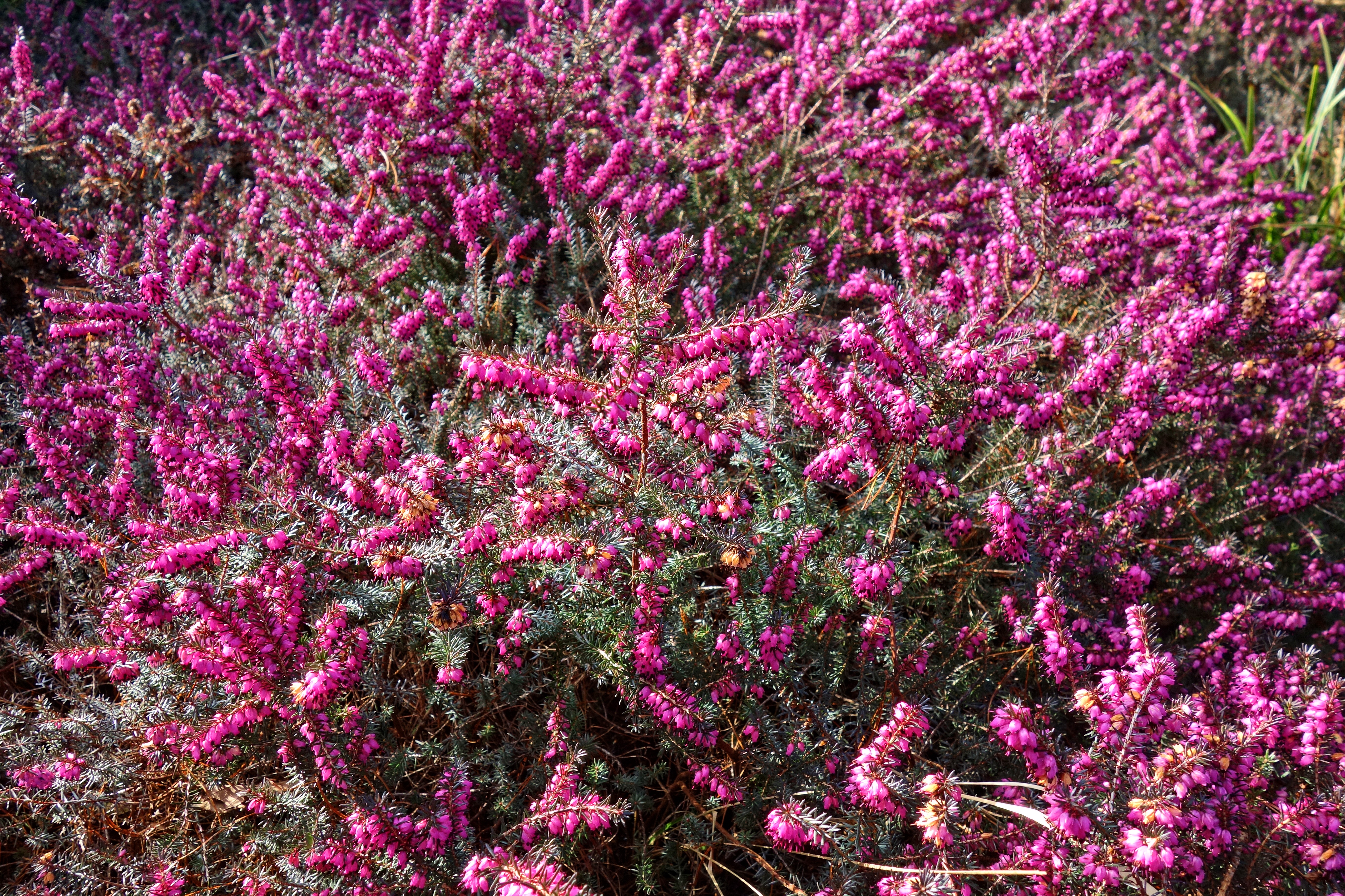 Erica Flower Plant free image download