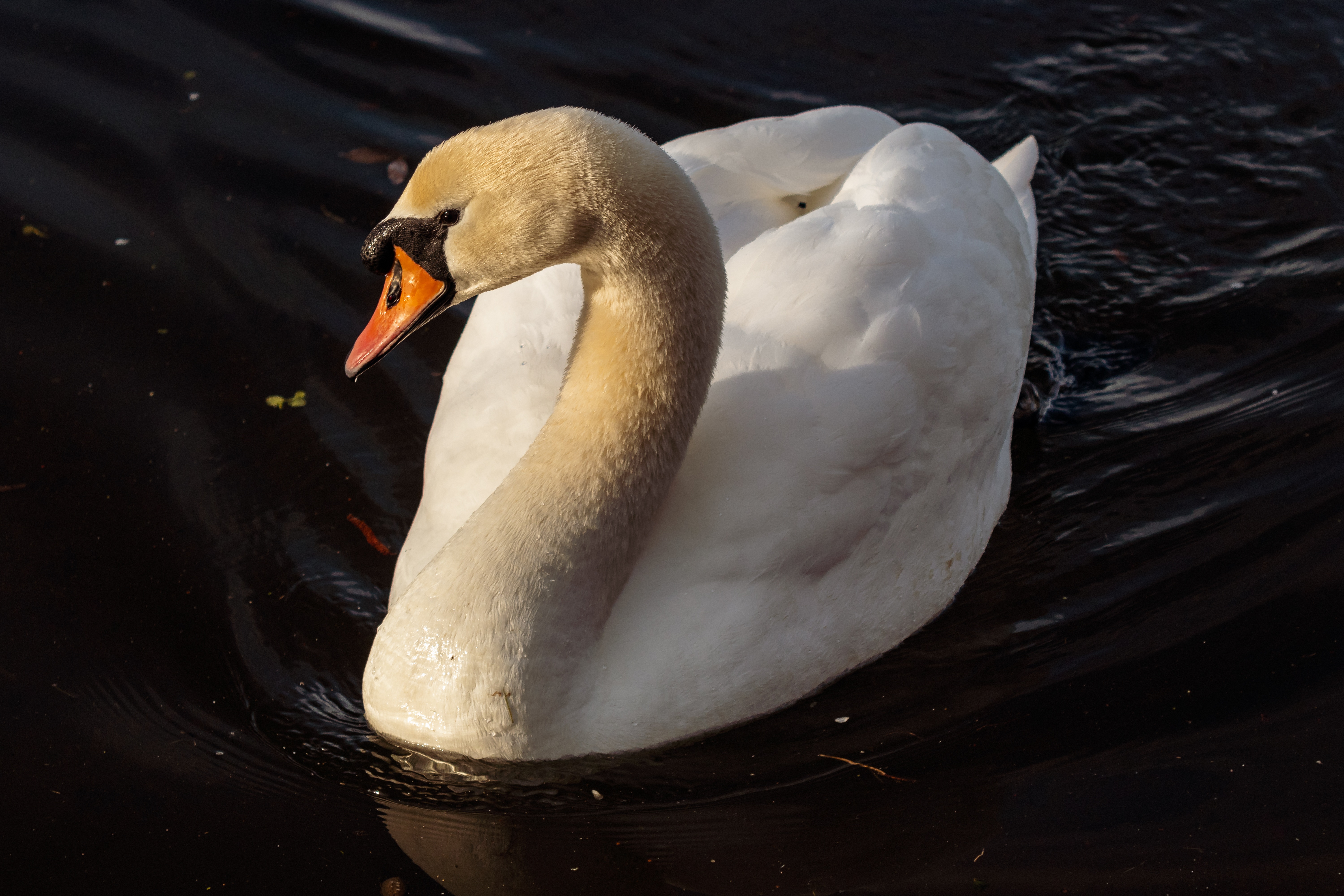 White swan at sea view free image download