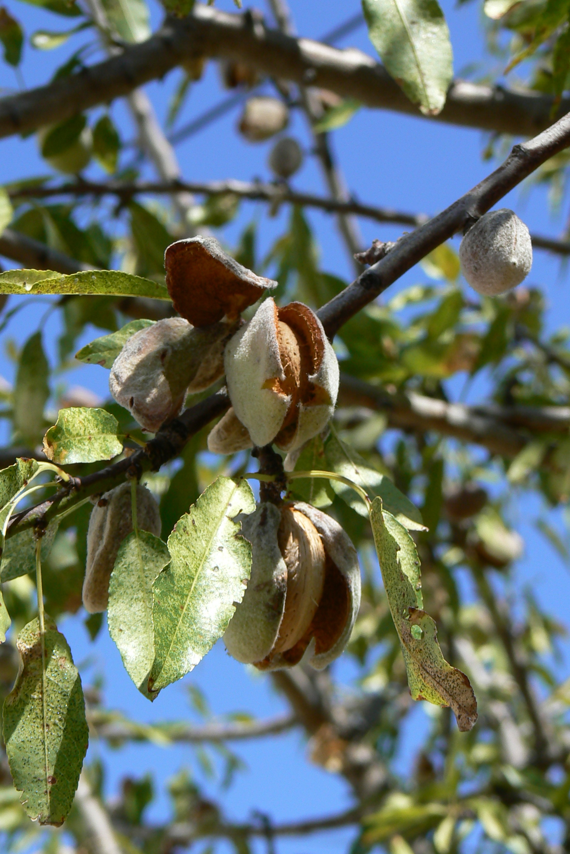 Tree Fruit Branch free image download