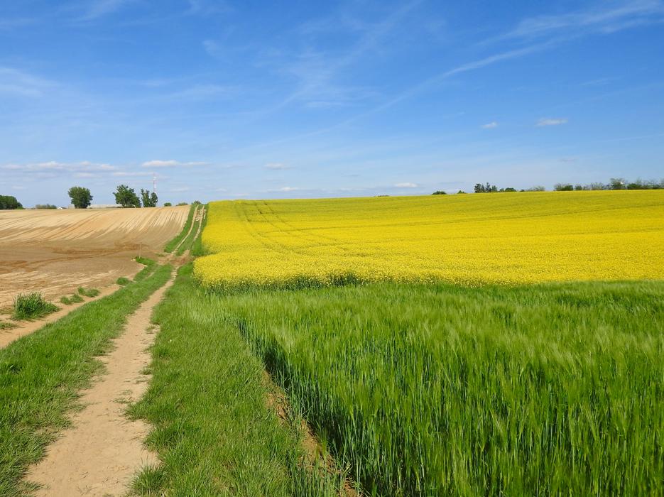 Field Landscape Nature free image download