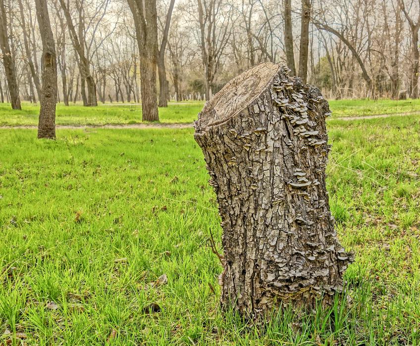 Nature Tree Wood free image download