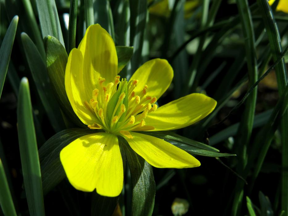 Winterling Flower Nature free image download