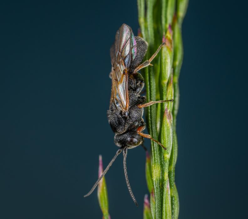 Macro Wasp Insect free image download