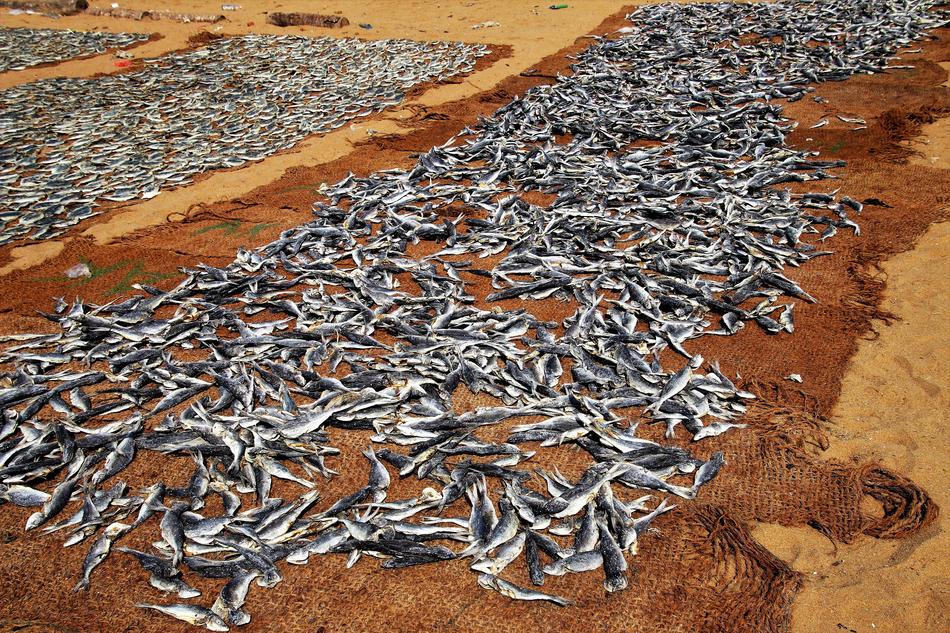 Fish Drying Dry free image download