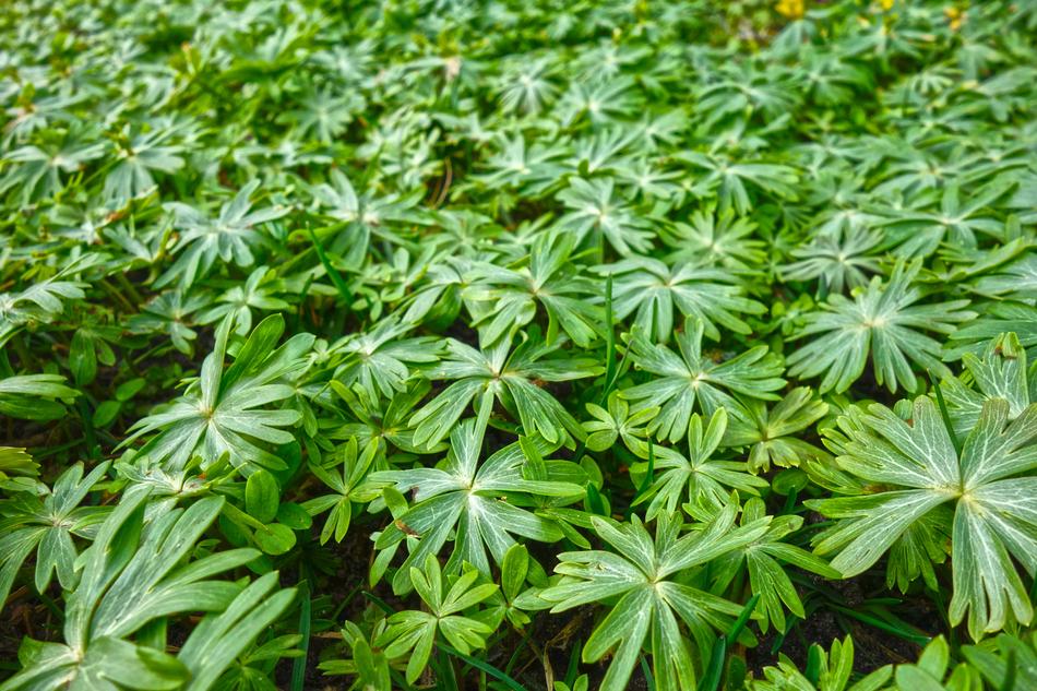 Plant Foliage Leaves Ground free image download