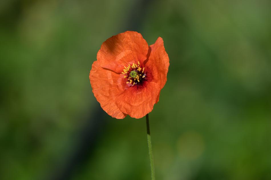 Beautiful red poppy on a stalk landscape free image download