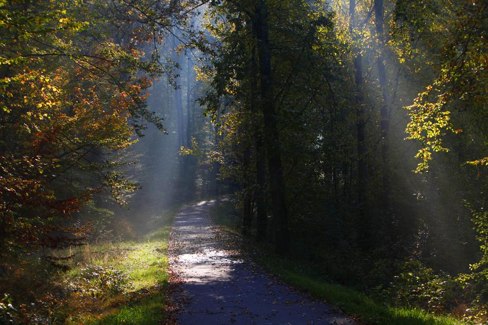 Wood Tree Autumn free image download