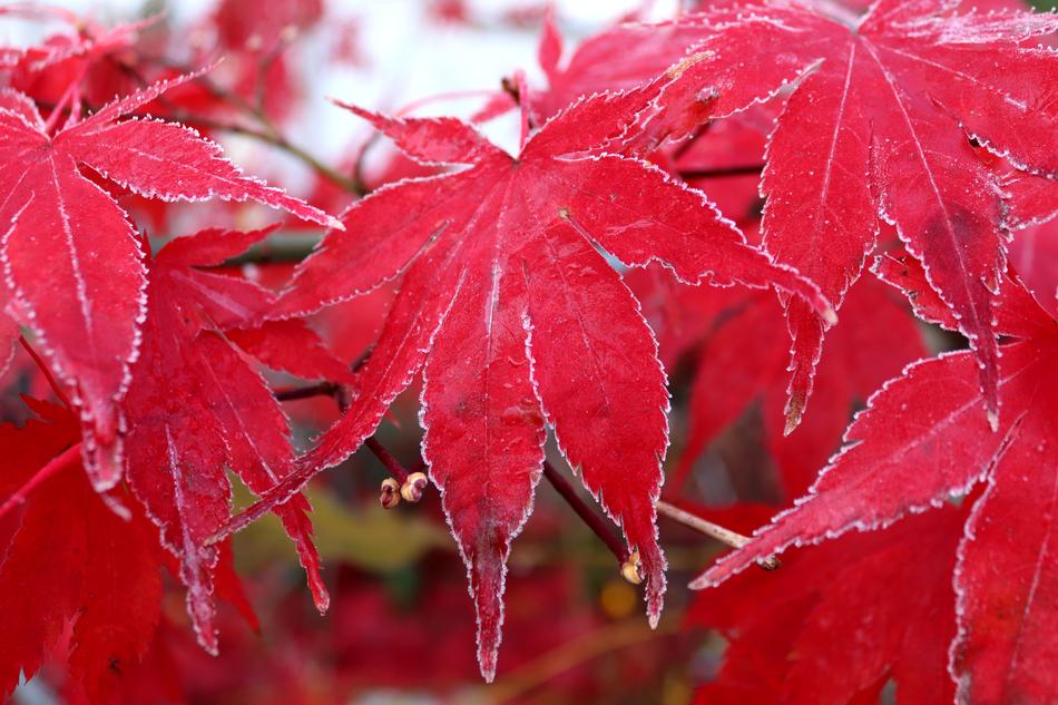 Maple Leaf Frost free image download