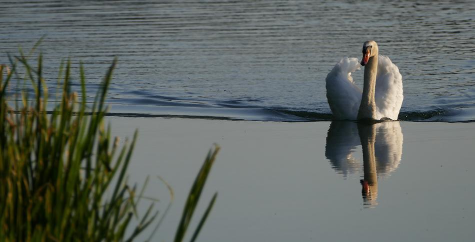 Nature River Reed free image download