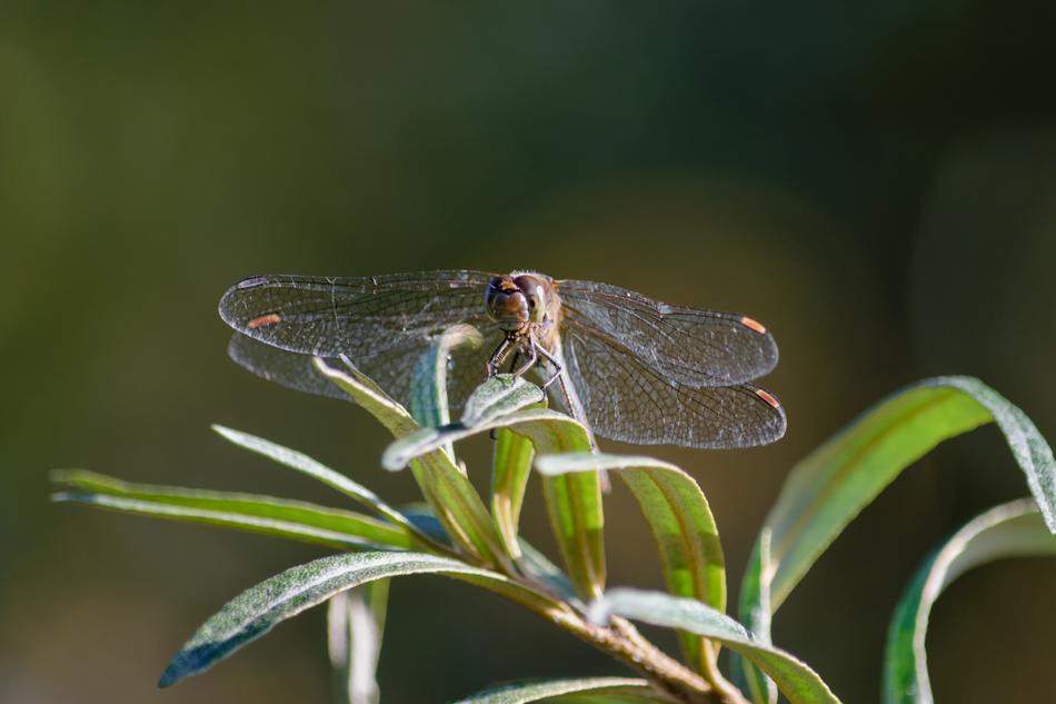 Dragonfly Insect Close Up free image download