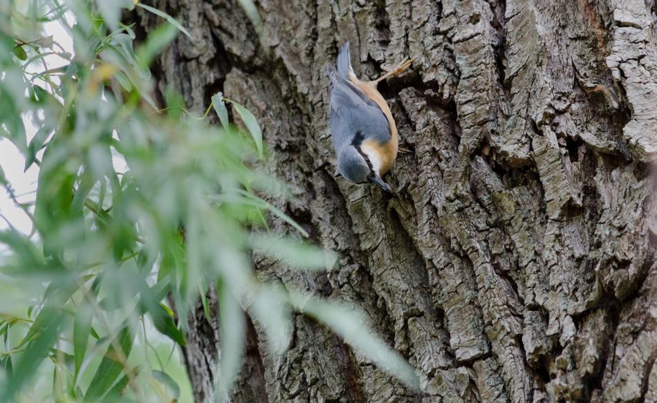 Kleiber Bird Nature free image download