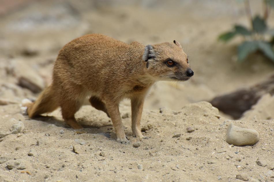 Fauna Animal Nature free image download