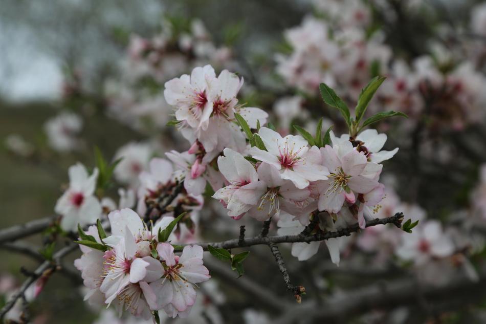 Flower Almond Tree free image download
