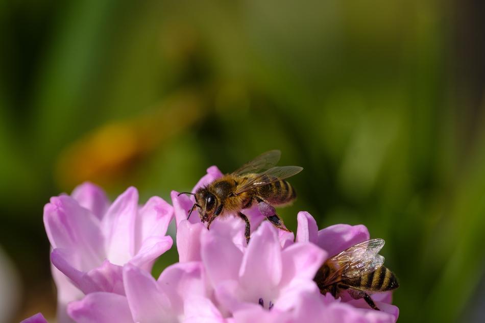 Bee Honey Insect free image download