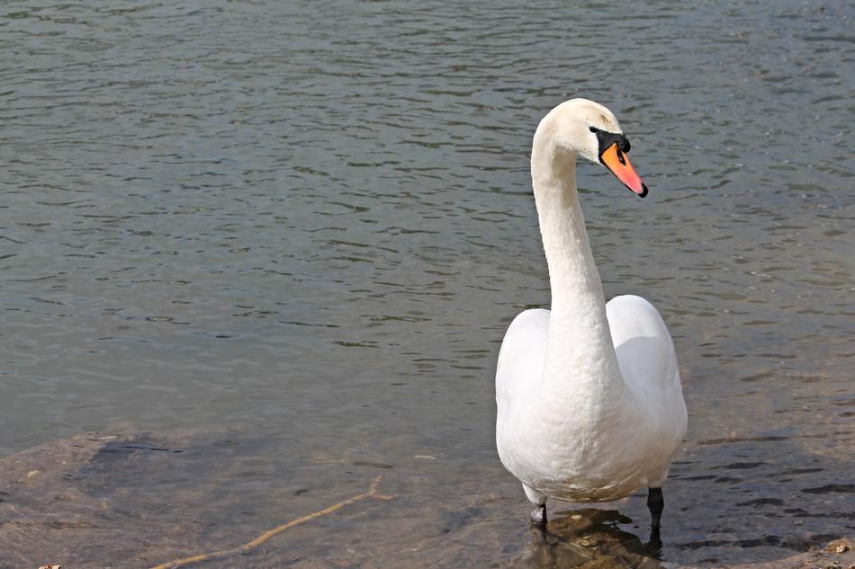 Swan Bank Stand Mute free image download