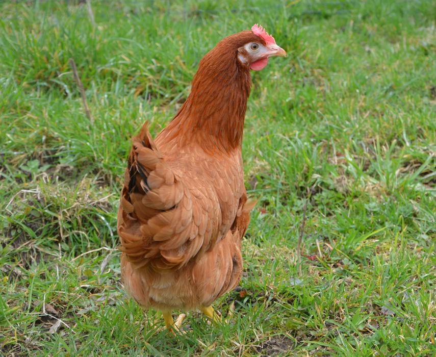 Hen Red Laying free image download