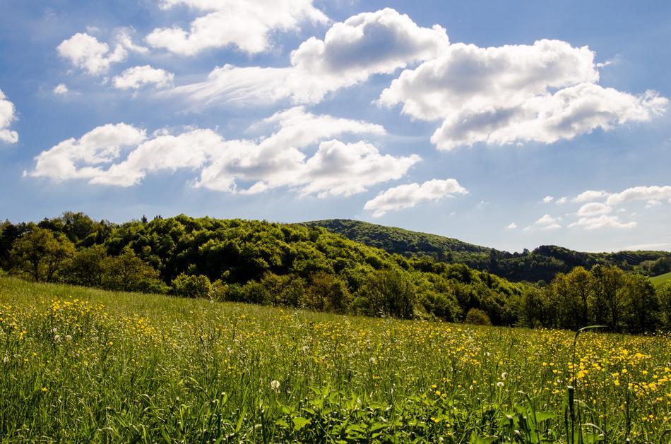 Meadow Flowers Summer free image download