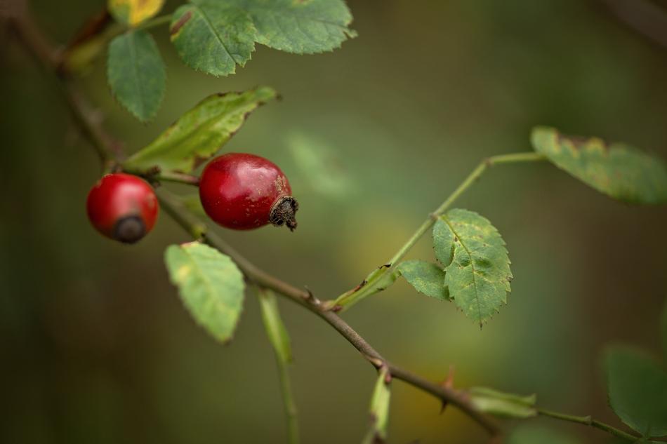 Rose Hip Macro Nature free image download