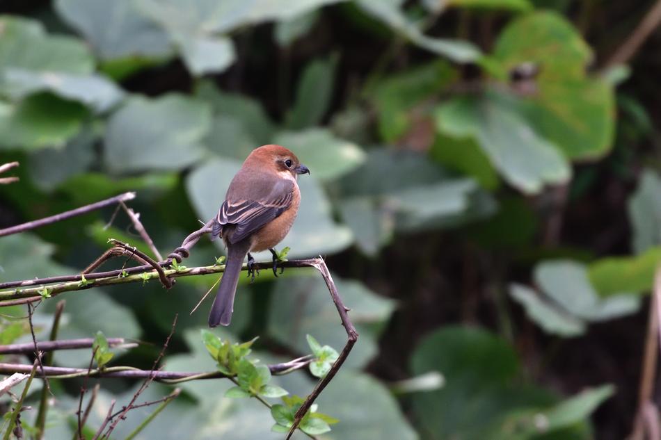 Natural Bird Wild Animals free image download