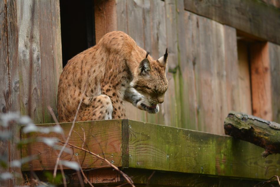 Lynx Cat Animal free image download