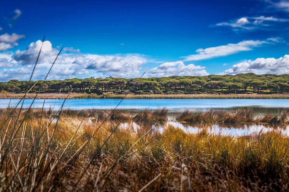 River Delta Water Nature free image download