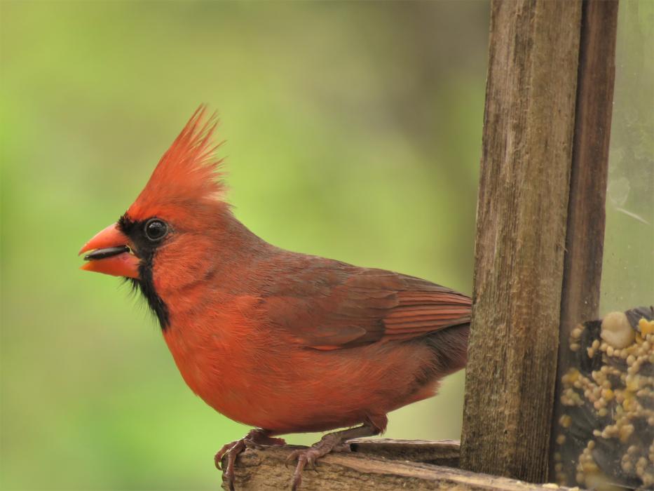 Cardinal Red Bird free image download