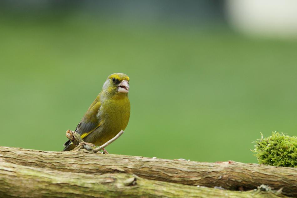 Nature Fauna Bird free image download
