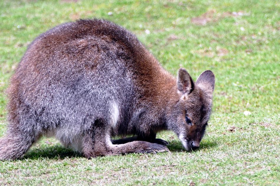 Wallaby Animal in Wildlife free image download