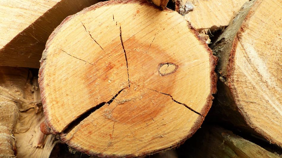 Nature Wood Tree free image download