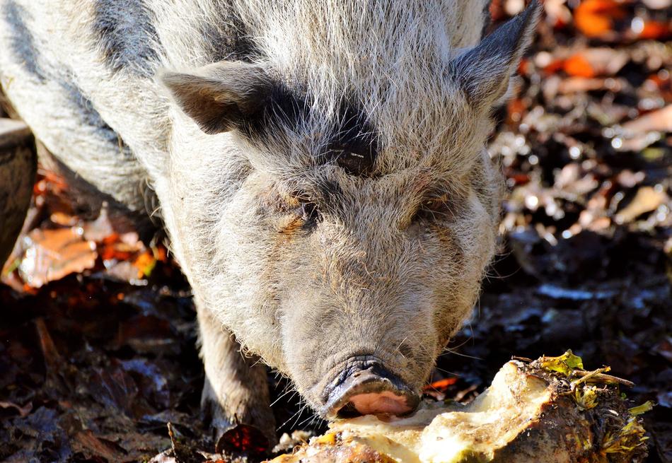 Pot Bellied Pig Piglet Young free image download
