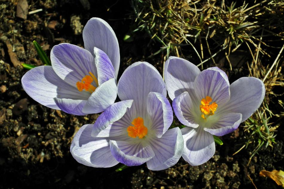 Flower Krokus Spring free image download
