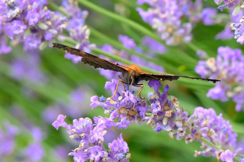 Butterfly Peacock Insect free image download