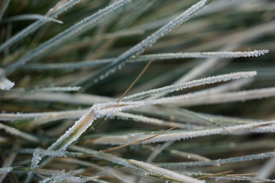 Frost Plant Winter free image download