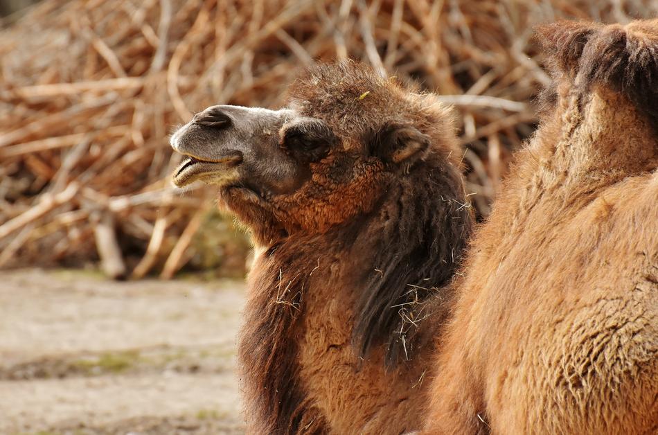Camel Zoo Animal free image download