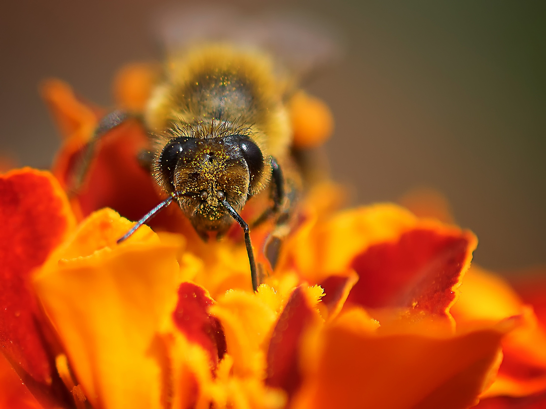 Bee Macro Close-Up Photography free image download